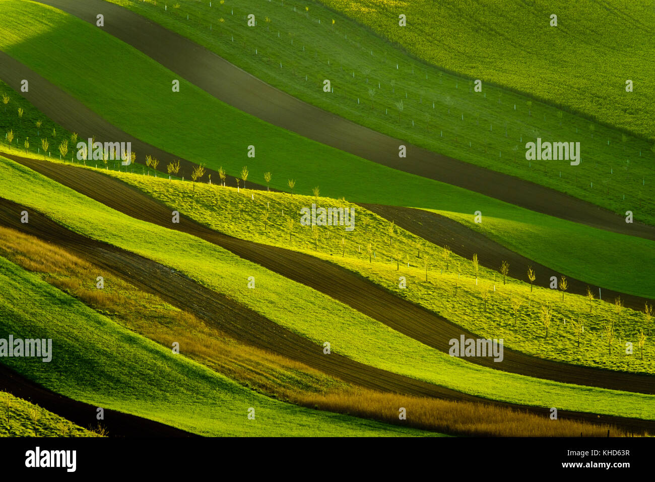 Green wavy hills in South Moravia Stock Photo - Alamy