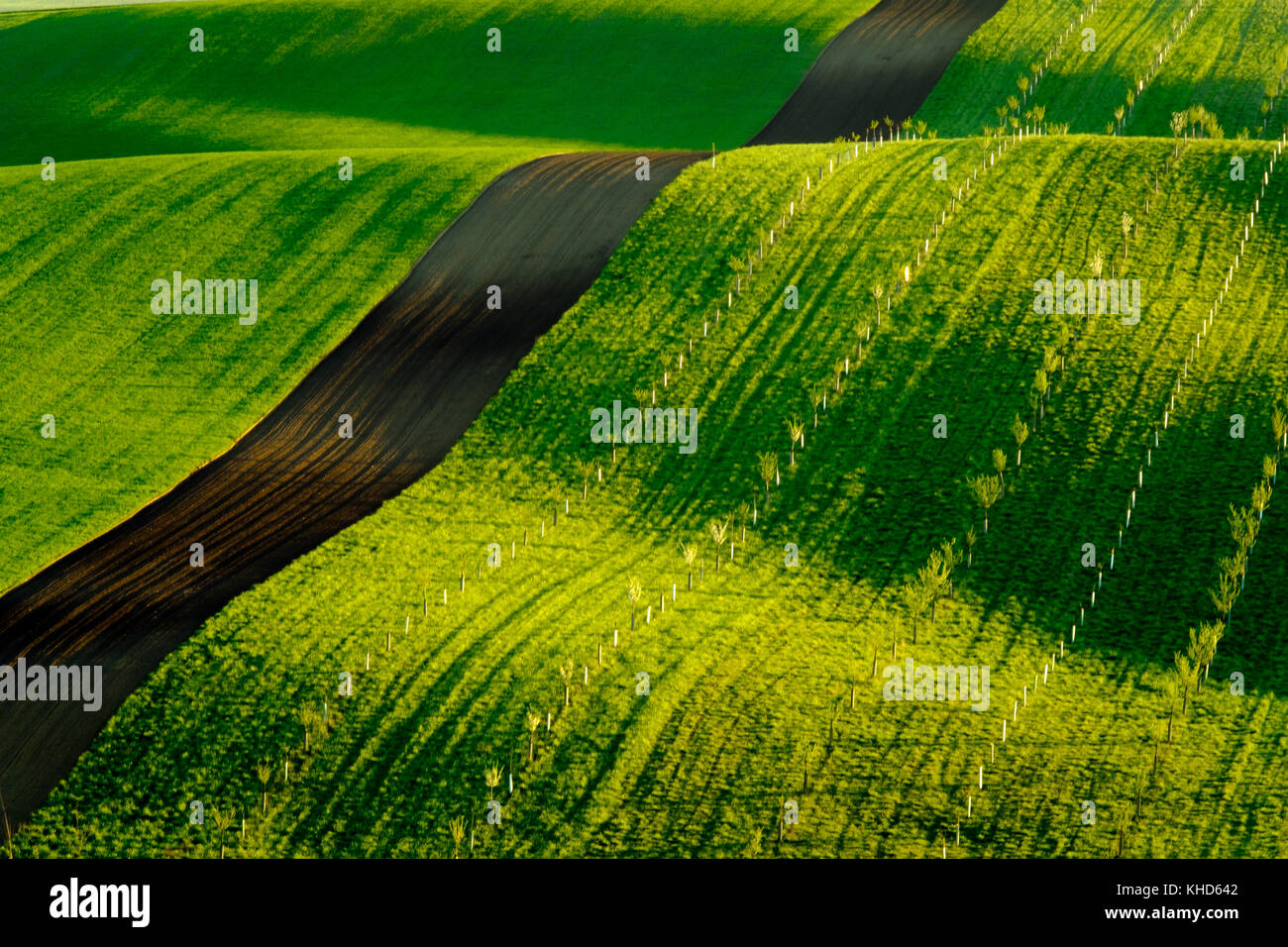 Green wavy hills in South Moravia Stock Photo - Alamy