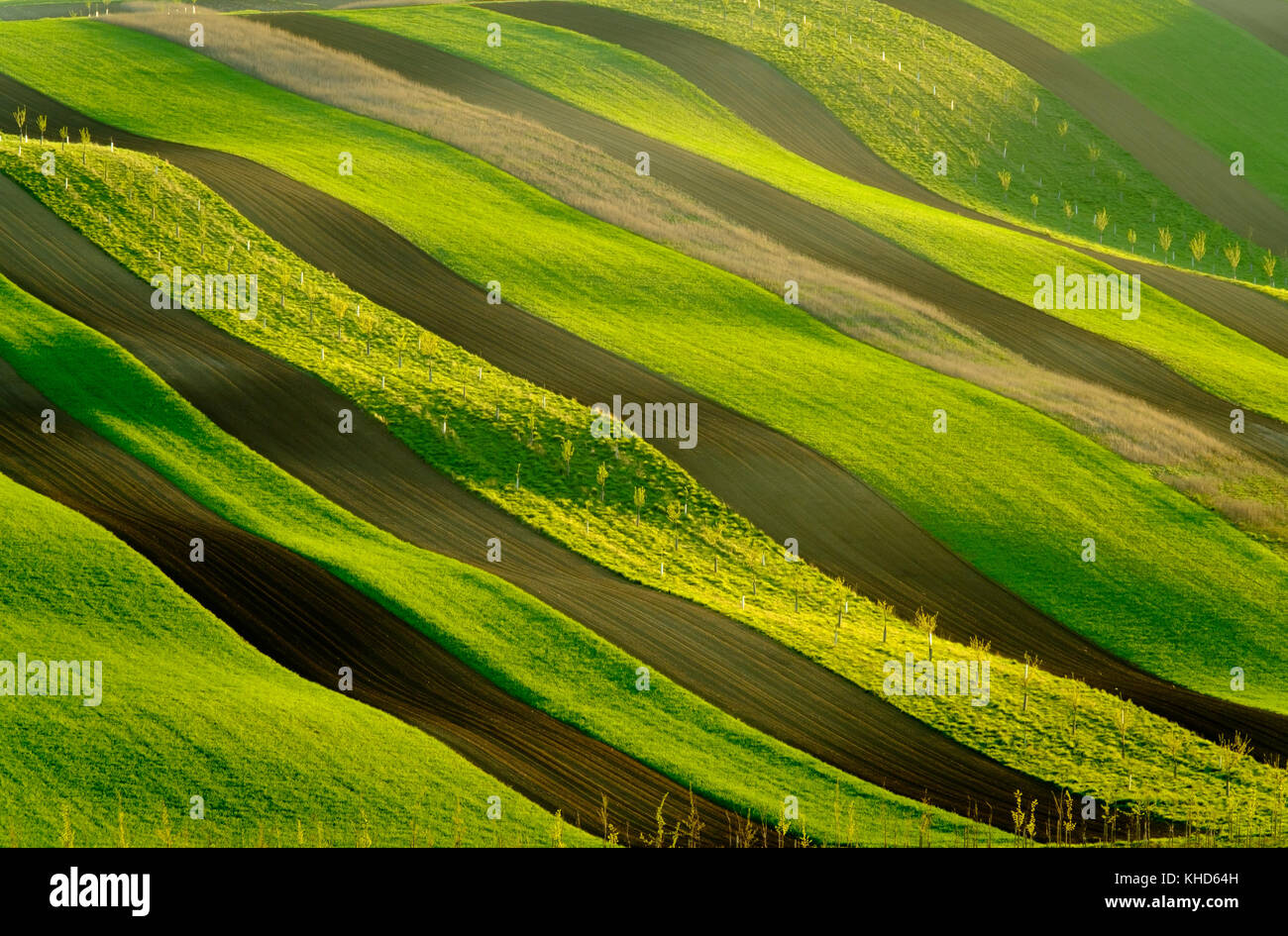 Green wavy hills in South Moravia Stock Photo - Alamy
