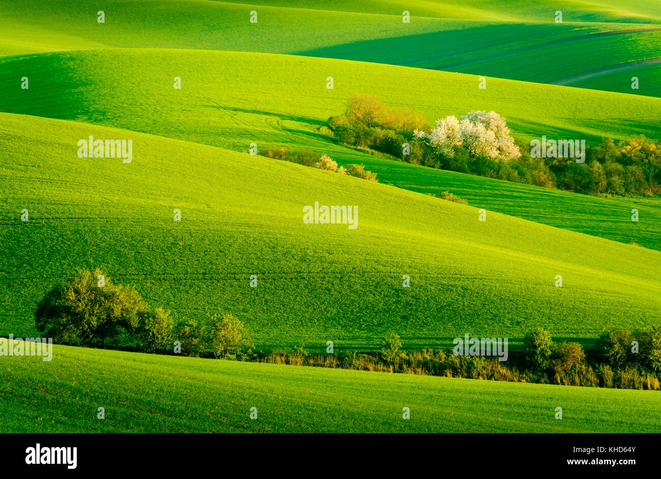 Green wavy hills in South Moravia Stock Photo - Alamy