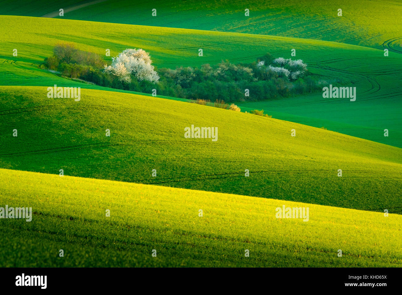 Green wavy hills in South Moravia Stock Photo - Alamy