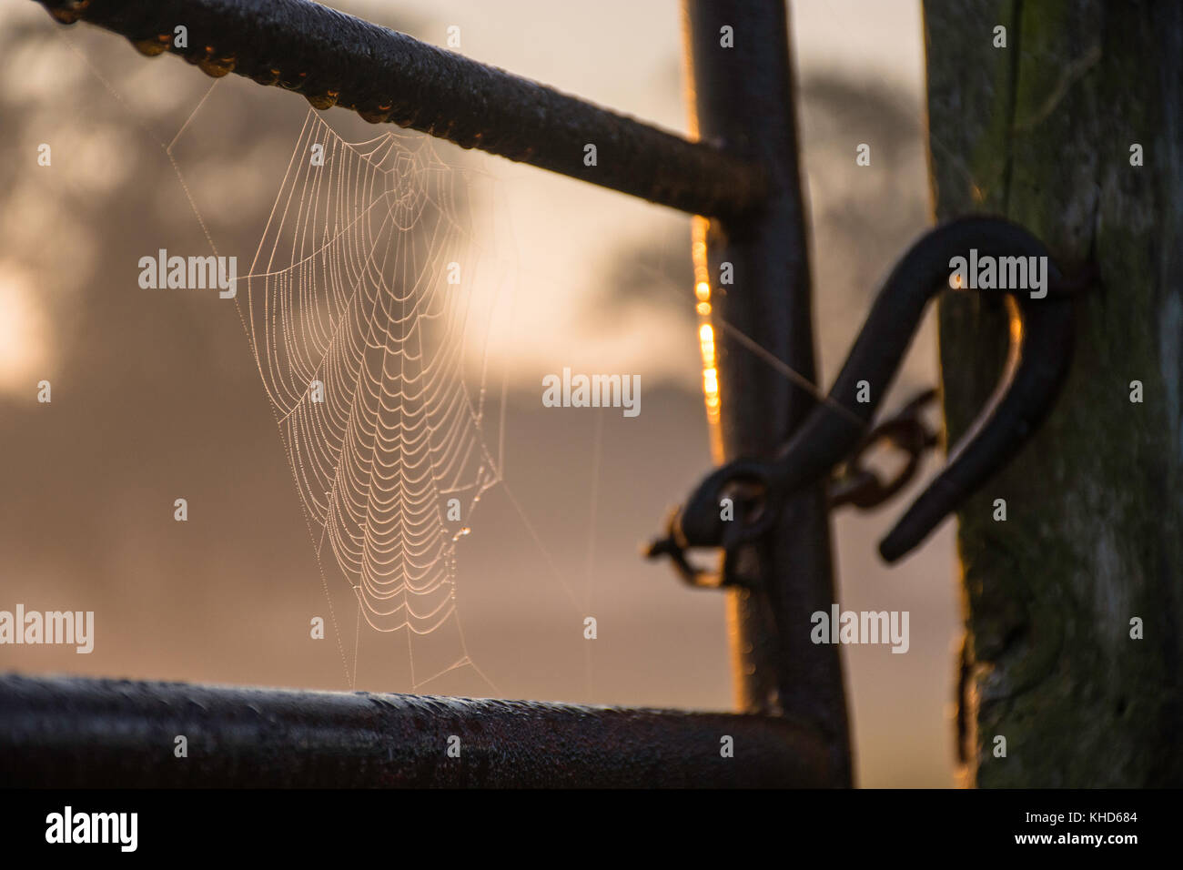 Spider web gate hi-res stock photography and images - Alamy