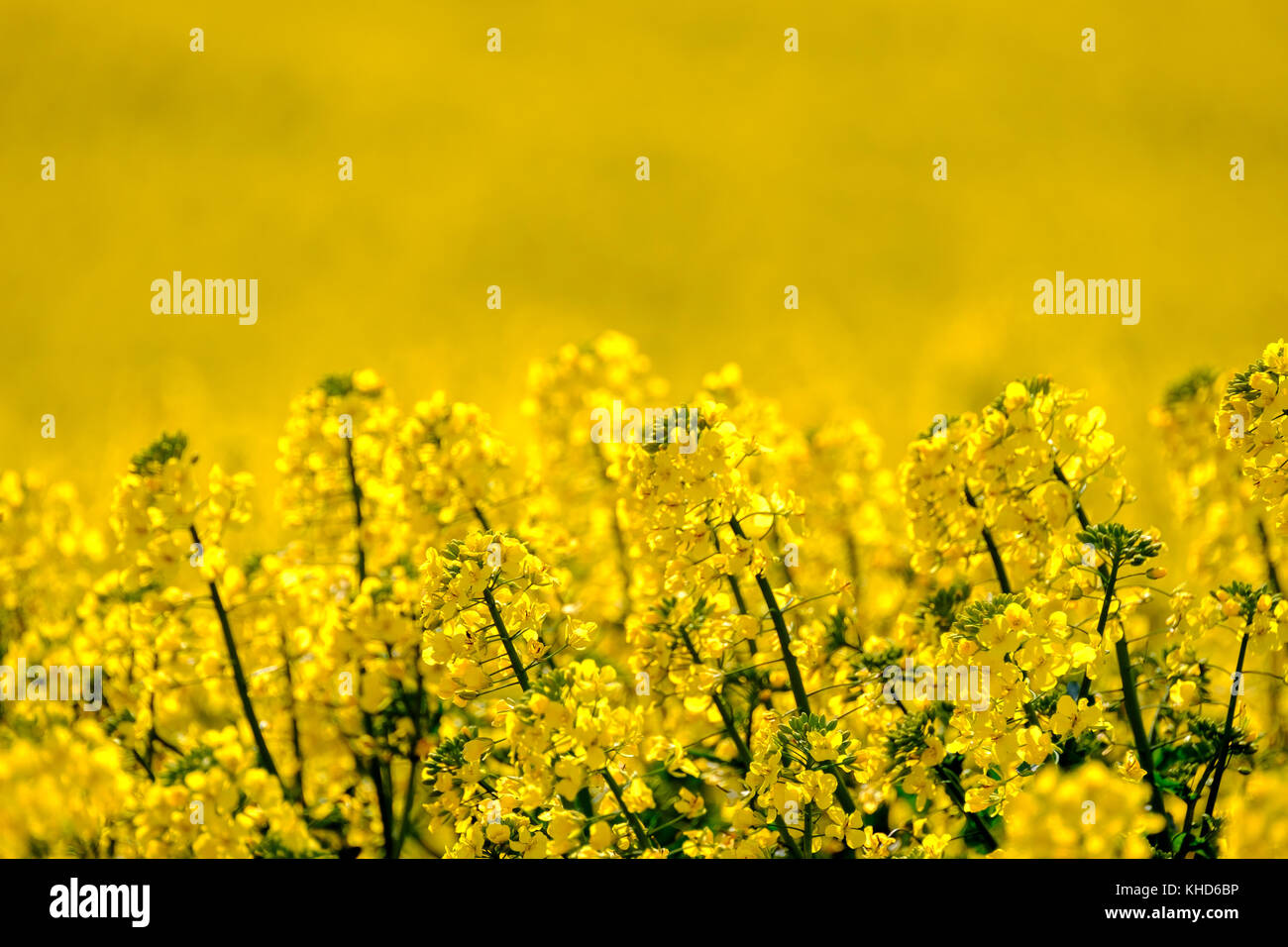 Blooming grape on the field Stock Photo - Alamy