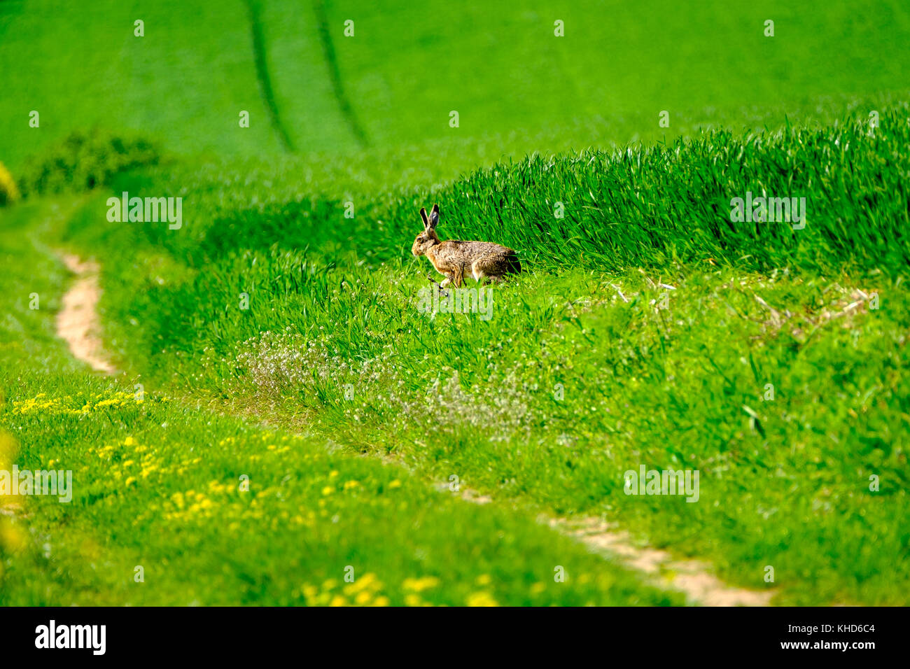 Wild hare in the green field Stock Photo - Alamy