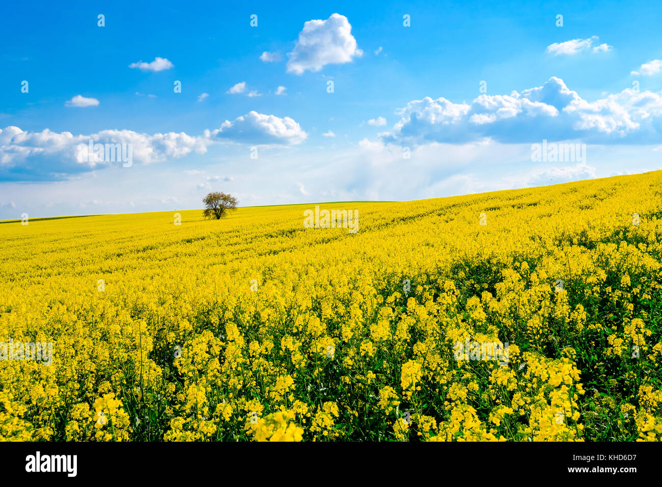 Lonely tree on the blooming colza field Stock Photo - Alamy