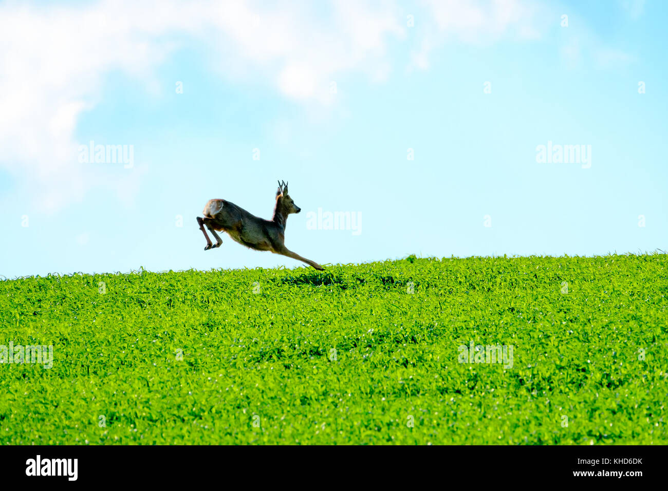 Flora and fauna, deer hi-res stock photography and images - Alamy