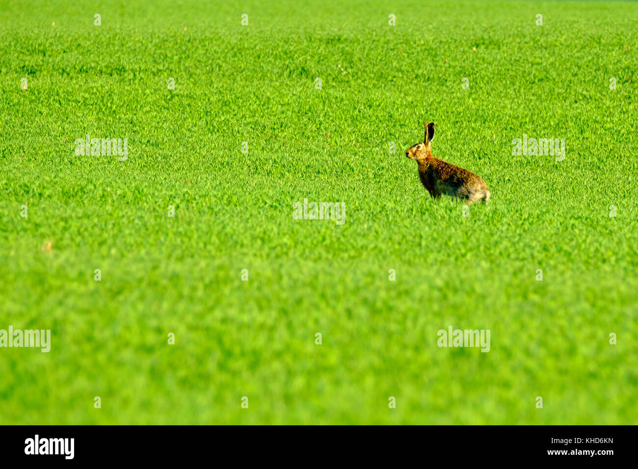 Wild hare in the green field Stock Photo - Alamy