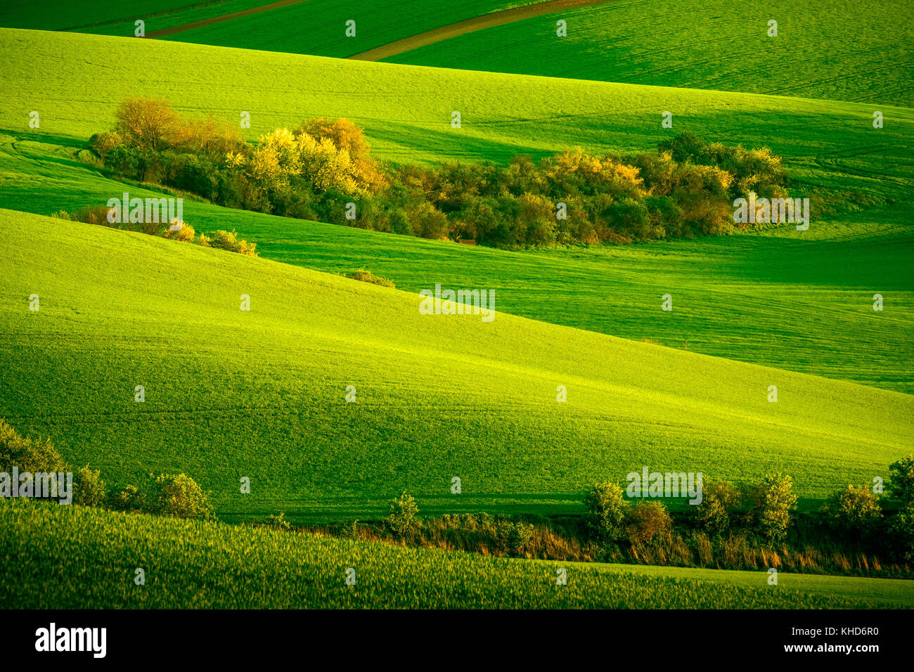 Green wavy hills in South Moravia Stock Photo - Alamy