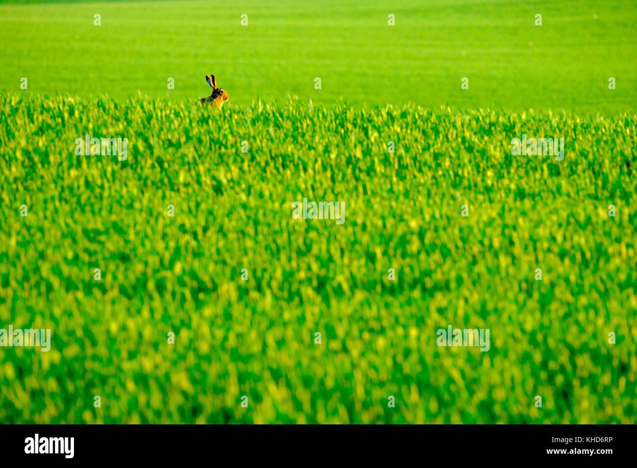Wild hare in the green field Stock Photo - Alamy