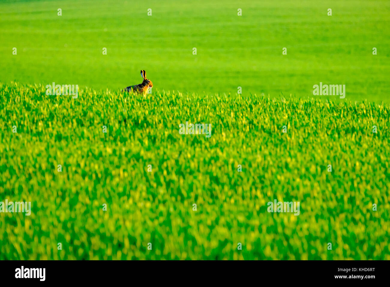 Wild hare in the green field Stock Photo - Alamy