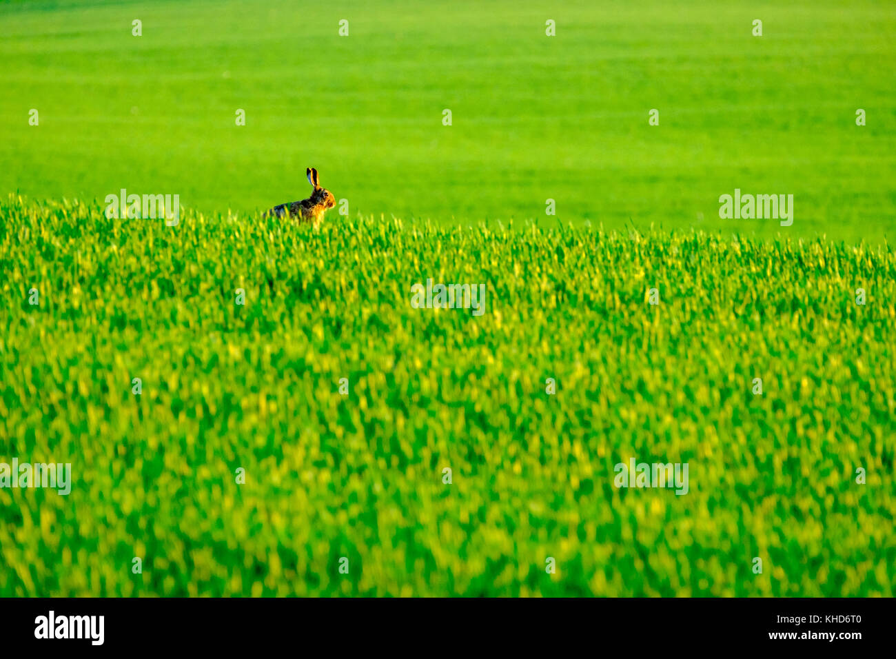Wild hare in the green field Stock Photo - Alamy