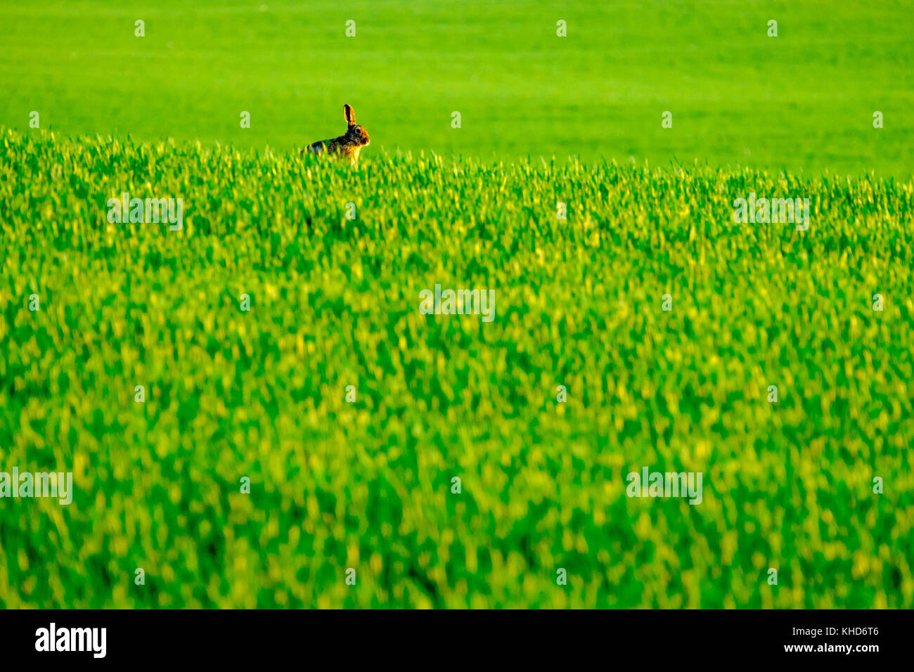 Wild hare in the green field Stock Photo - Alamy