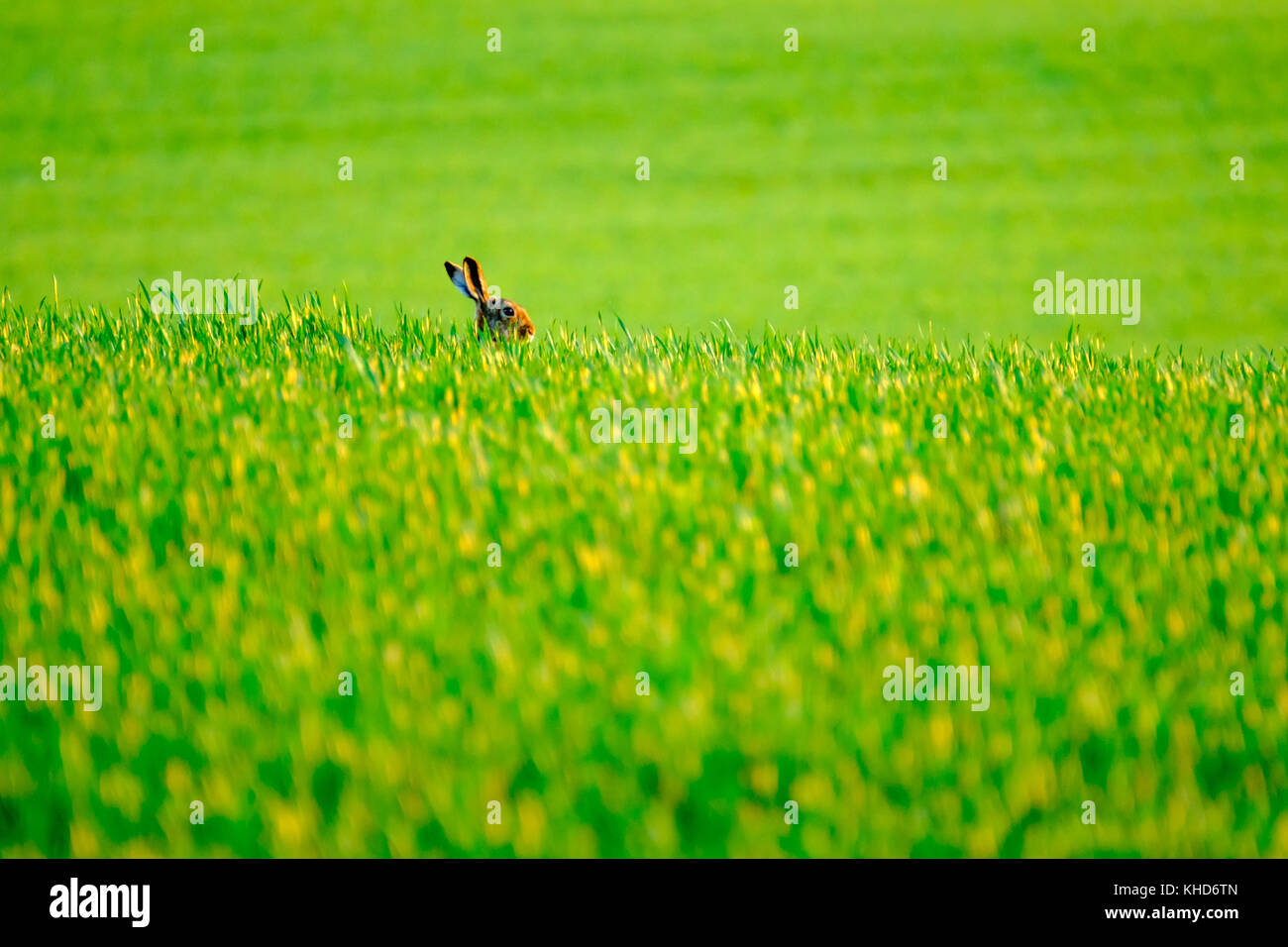 Wild hare in the green field Stock Photo - Alamy