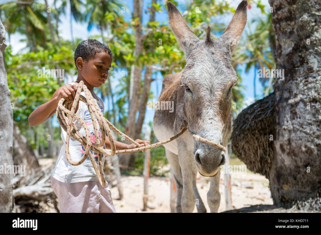 BAHIA, BRAZIL - MARCH 11, 2017: A mule stands with a young boy on the ...