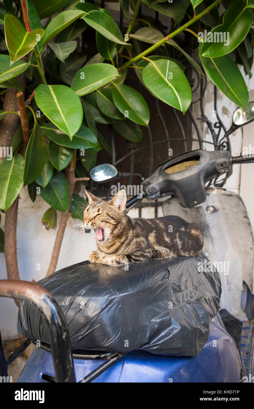 Charming little calico cat smiling from his perch on an old weathered ...