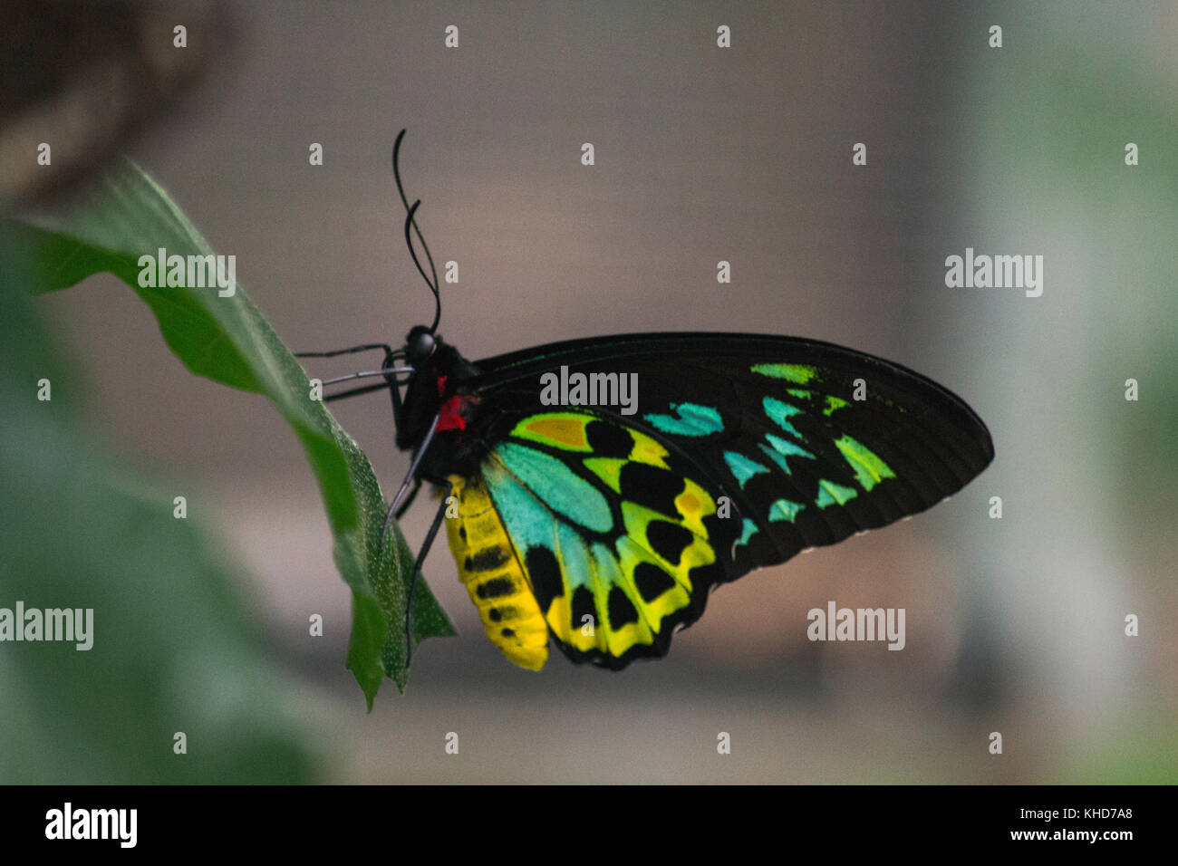 Butterflies of australia hi-res stock photography and images - Alamy
