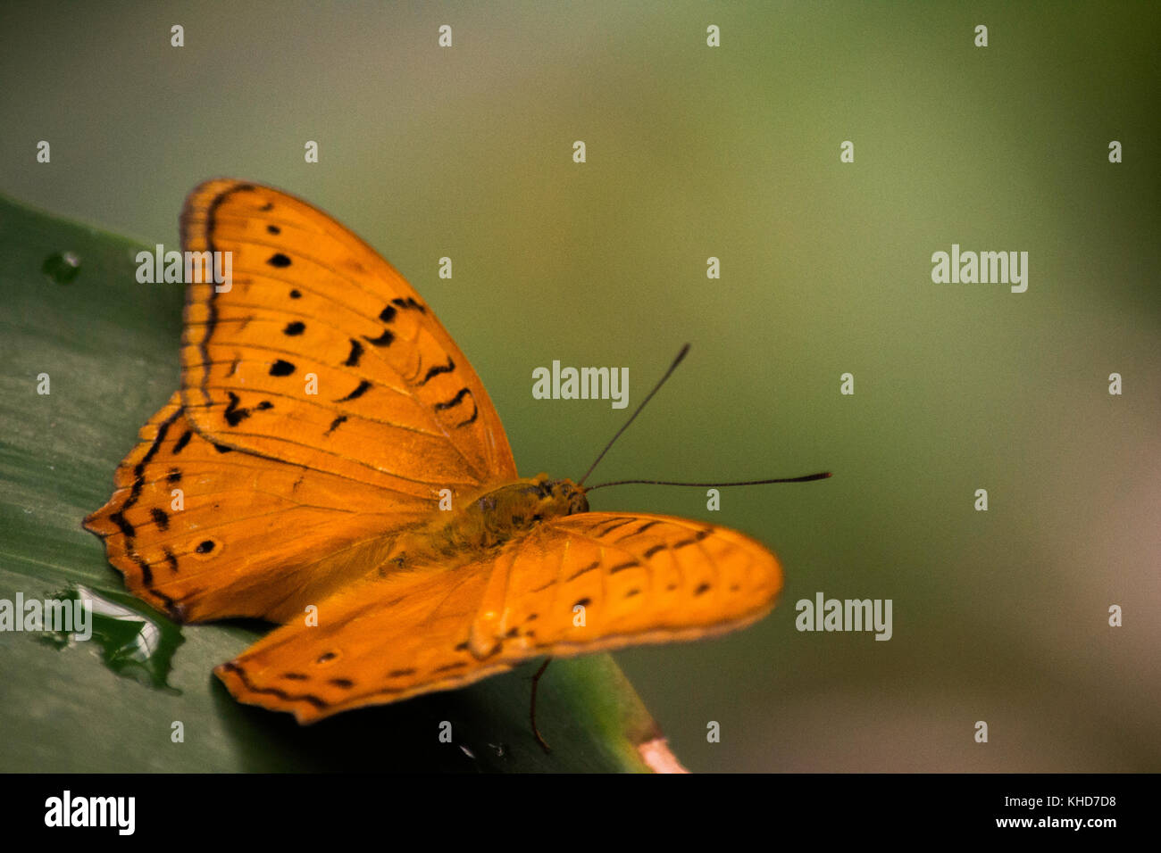 Yellow australian butterfly hi-res stock photography and images - Alamy