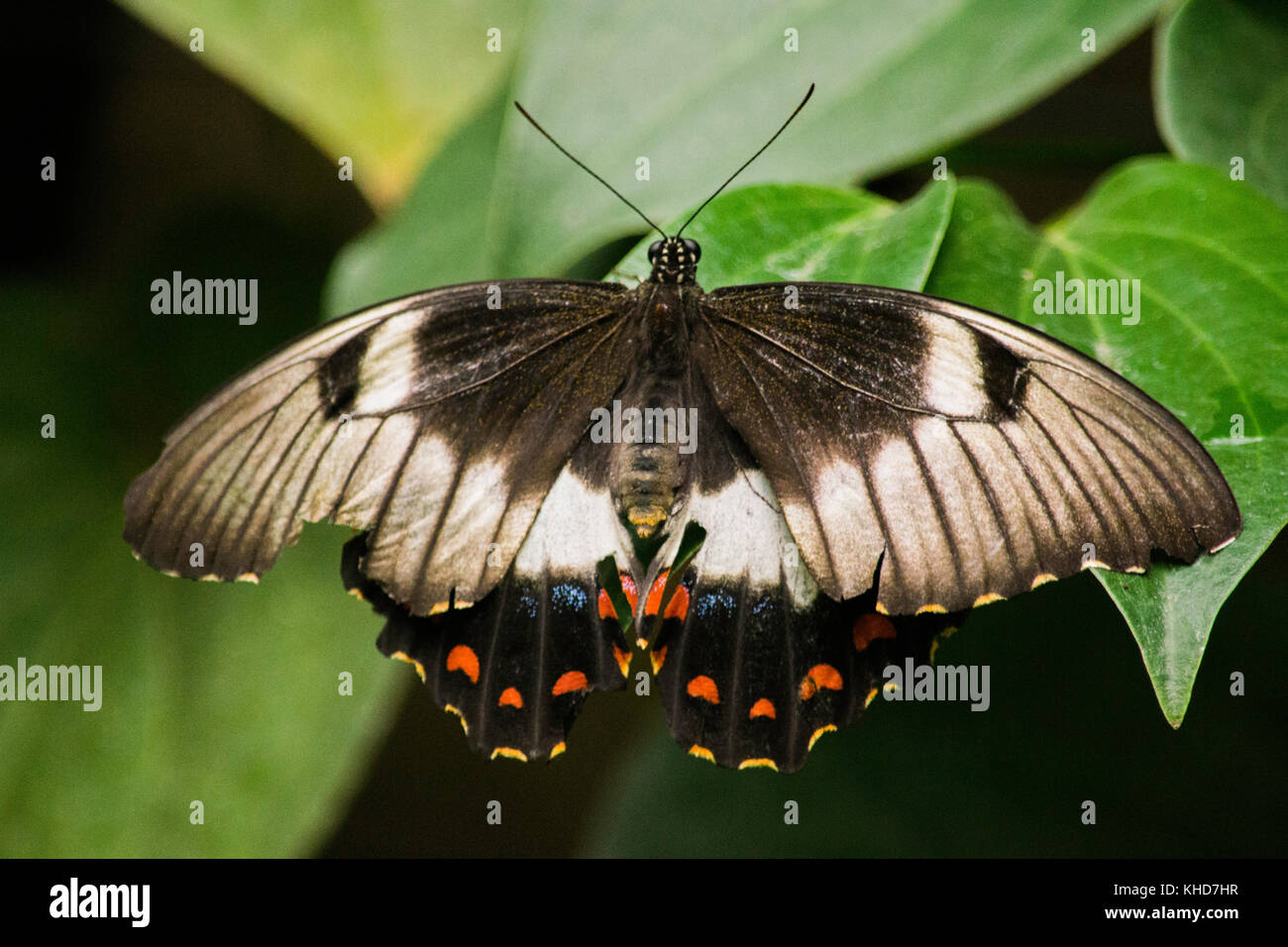 Insects australia hi-res stock photography and images - Alamy