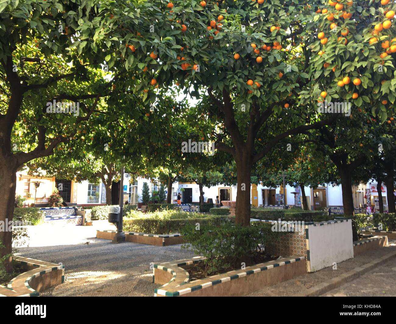Orange Trees in Seville, Spain Stock Photo - Alamy