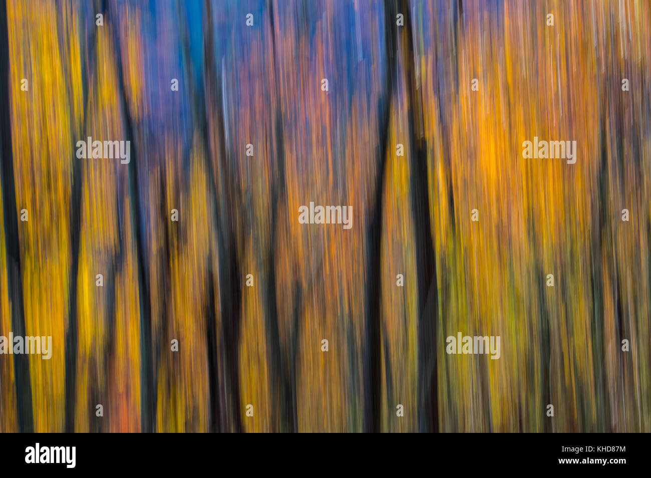 Blurred long exposure motion of trees with colorful yellow autumn ...