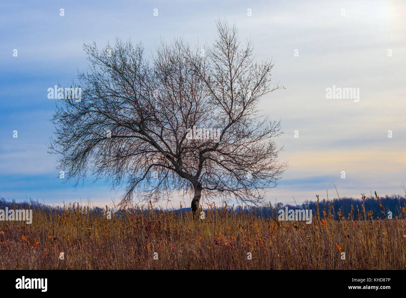 A single tree with bare limbs stands against the streaked skyline in ...