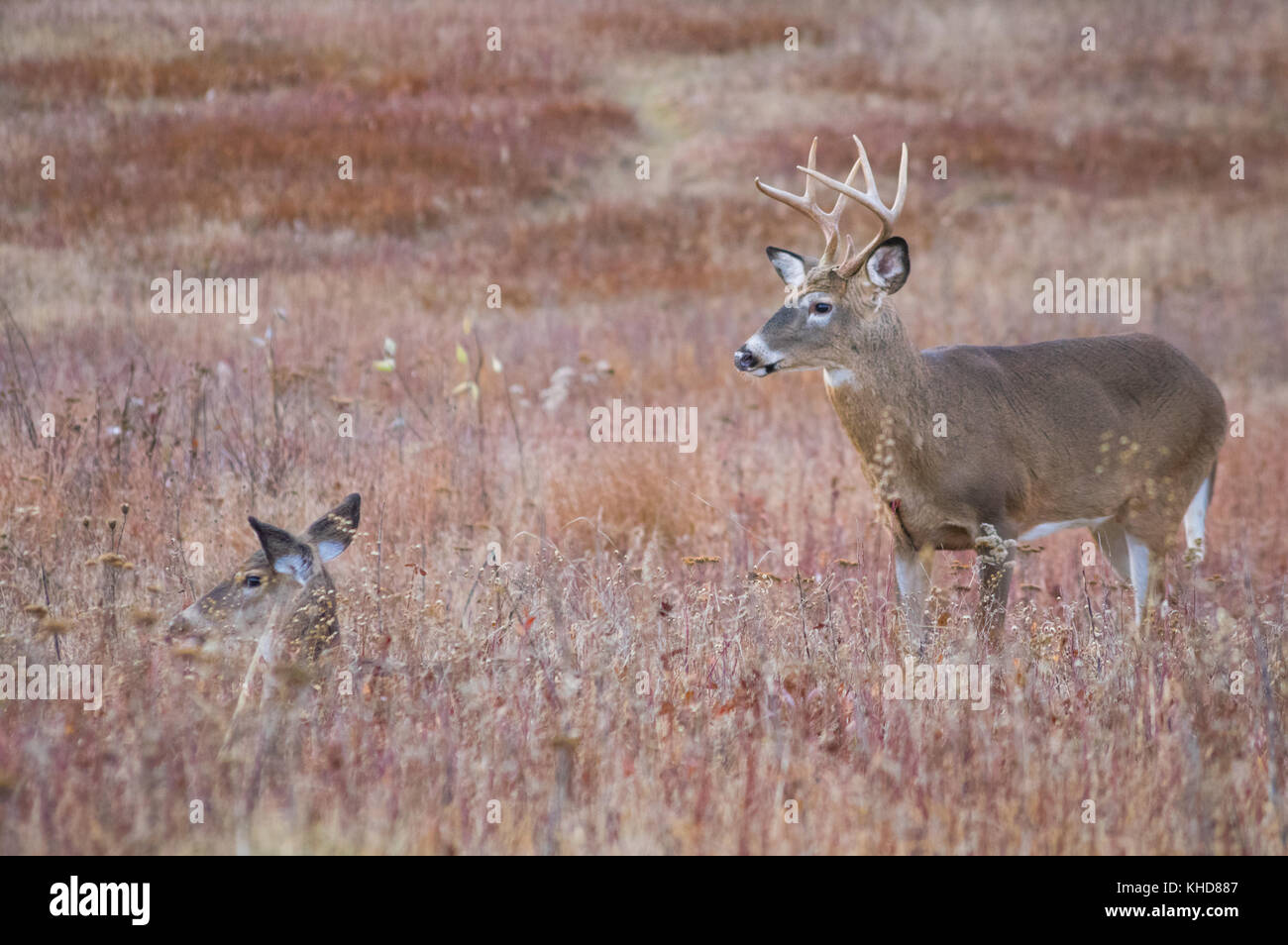Whitetail Buck High Resolution Stock Photography and Images - Alamy