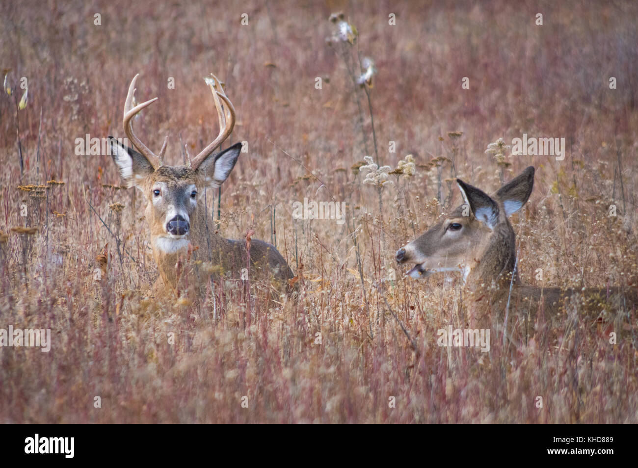 Whitetail buck resting hi-res stock photography and images - Alamy