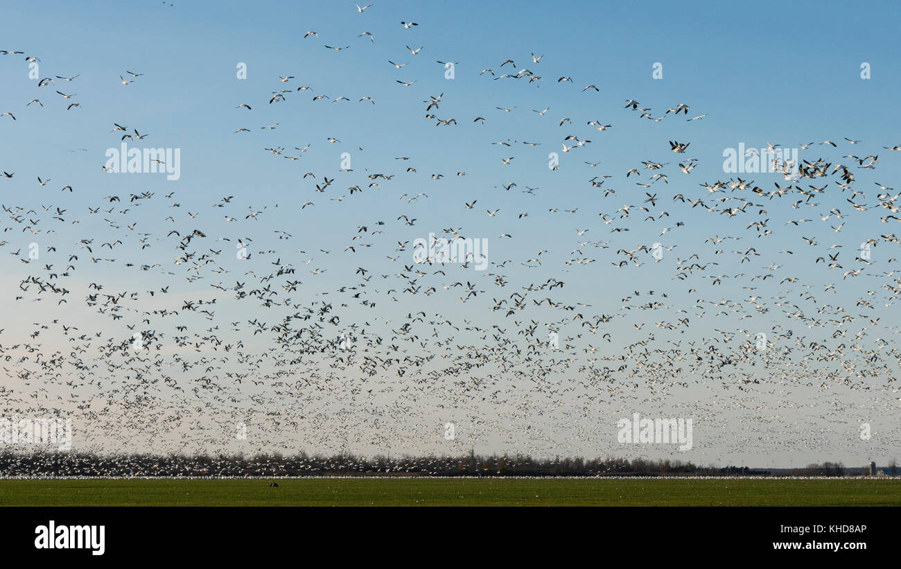 Migrating snow geese in Eastern Ontario, Canada Stock Photo - Alamy