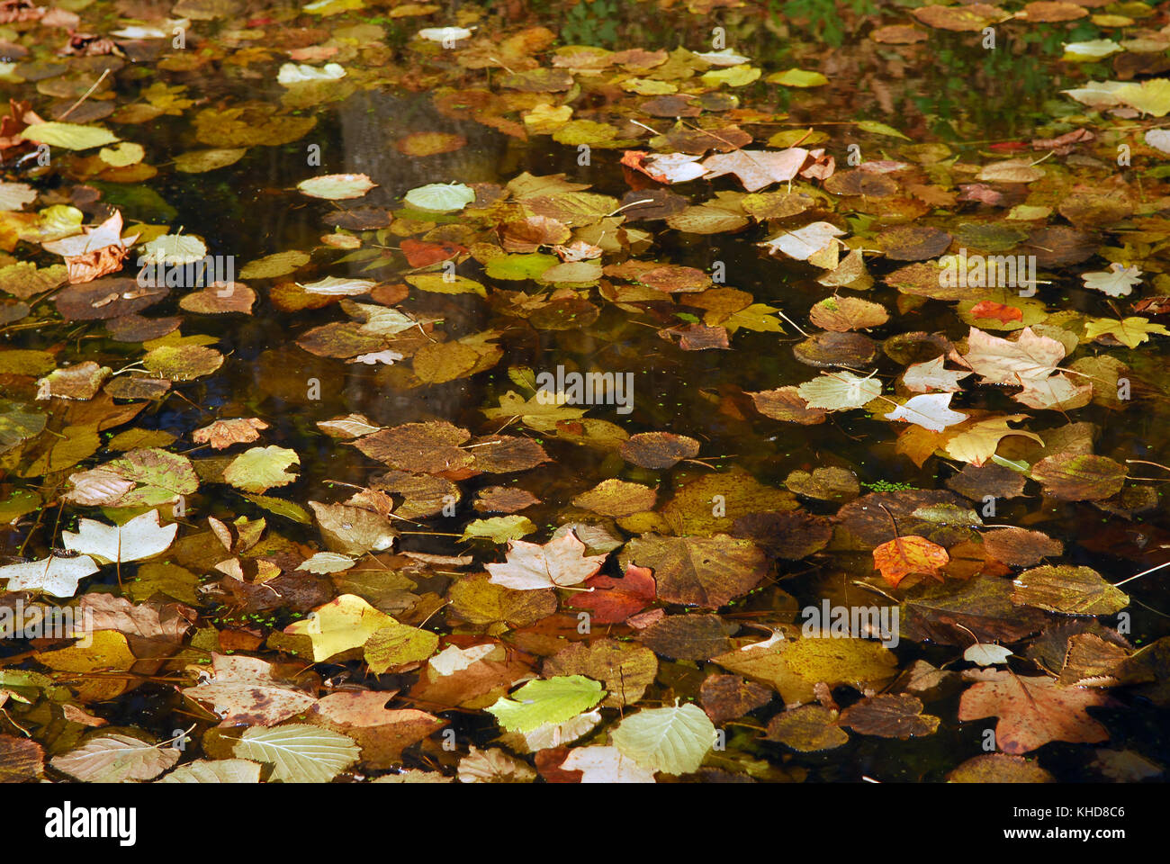 Puddle covered with yellow and red autumn leaves floating on the ...