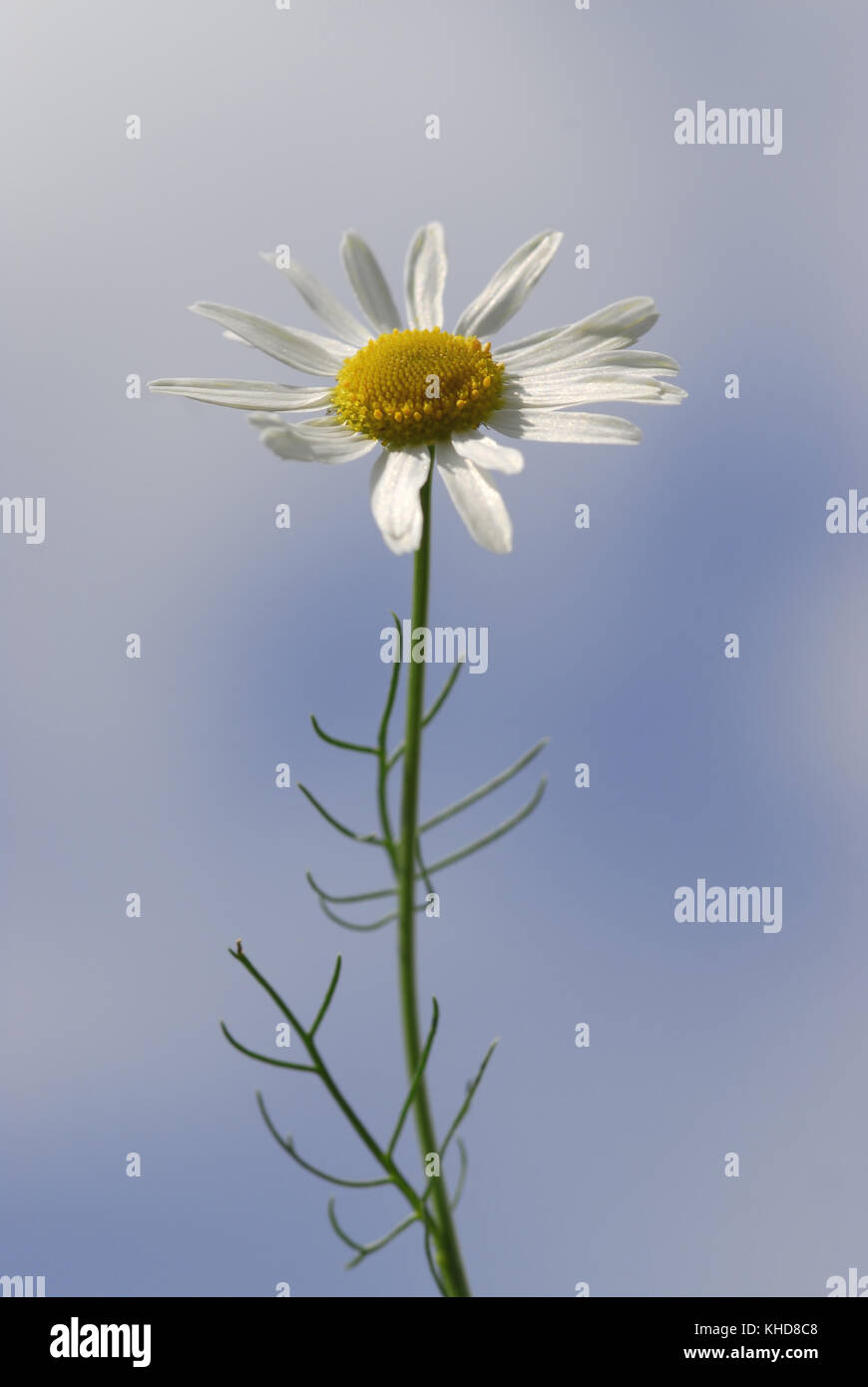 Daisy flower on a long green stem against the background of a gentle ...