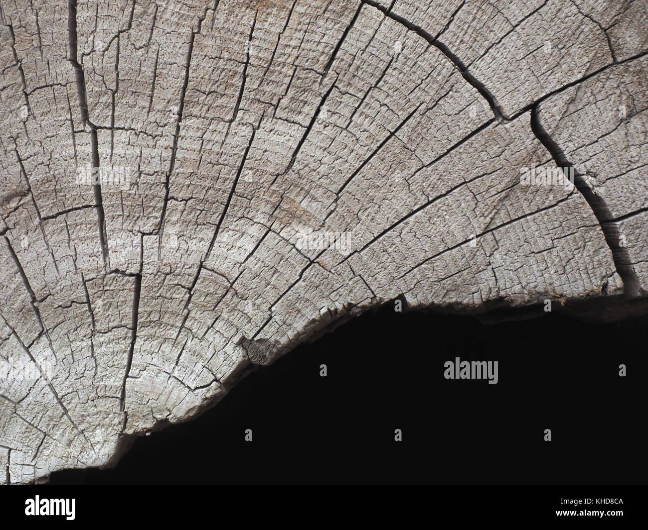 Cross section of an old dry log, covered with a network of small cracks ...