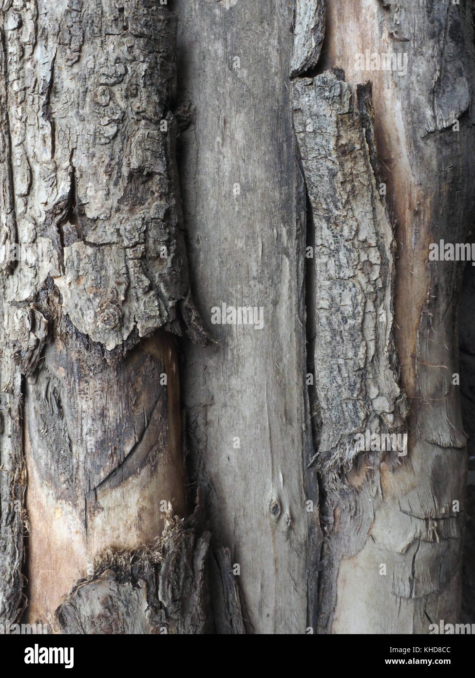 Trunks of a tree with peeling thick bark, modern background with a ...