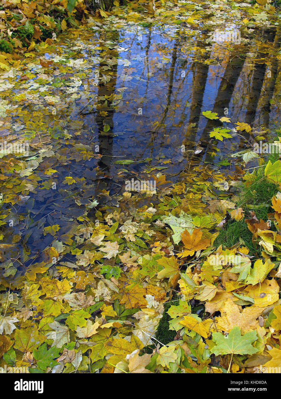 Huge puddle, carpet-covered fallen yellow leaves, the blue sky and ...