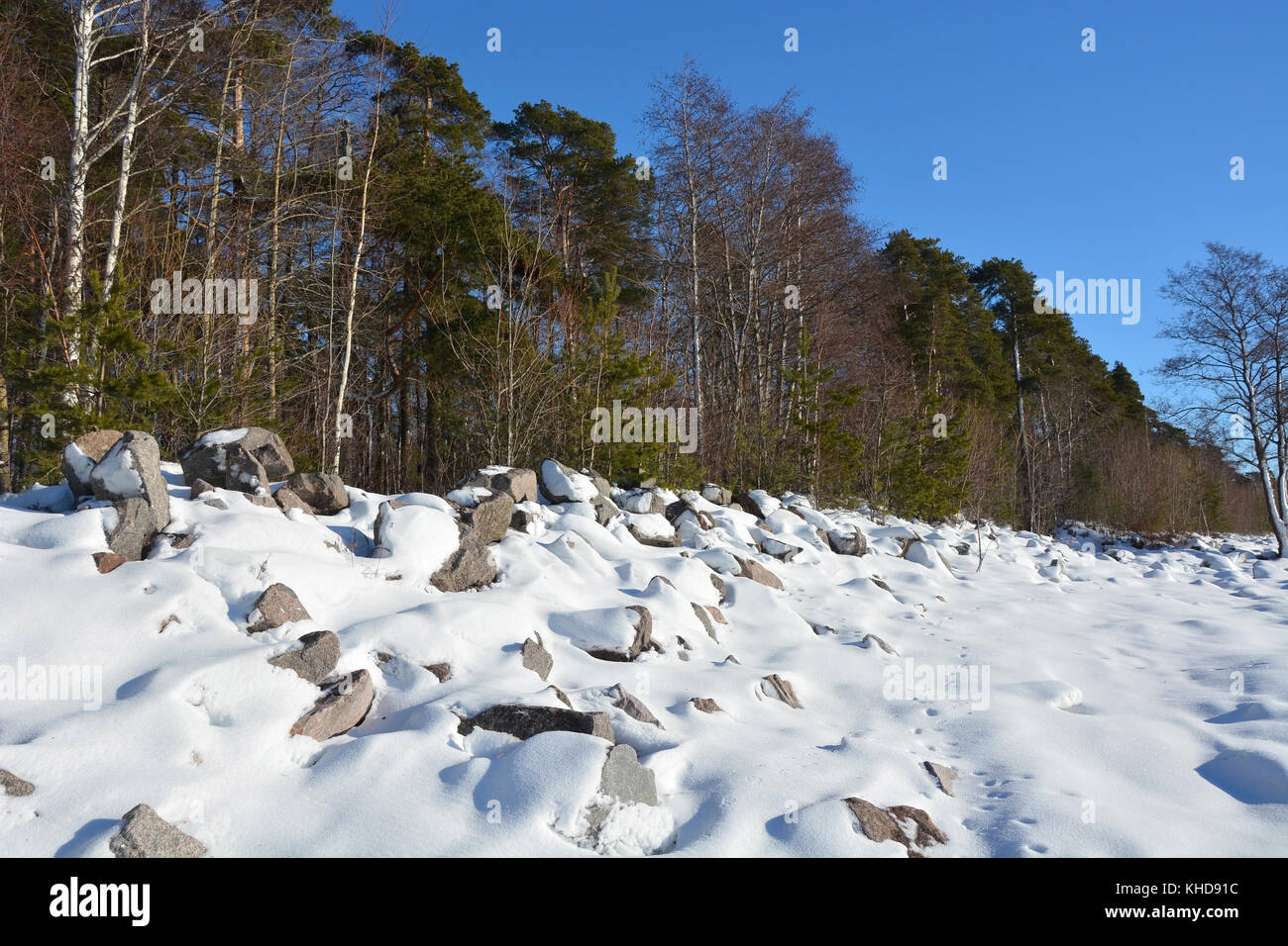 Winter landscape- frozen sea shore and line of trees Stock Photo - Alamy