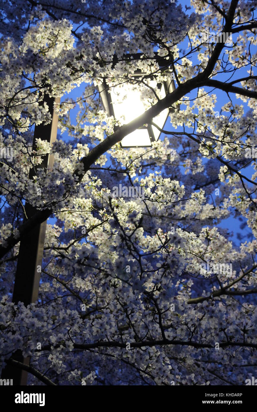 Cherry Blossom Under Classic Street Lamp Stock Photo - Alamy