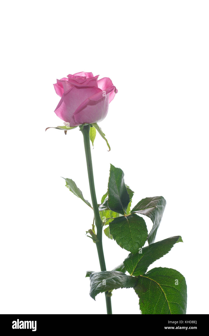 Beautiful pink rose Stock Photo - Alamy