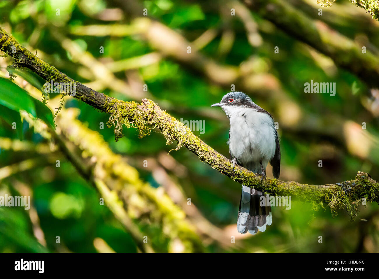 Dark-Backed Sibia in rain forest of Thailand Stock Photo - Alamy