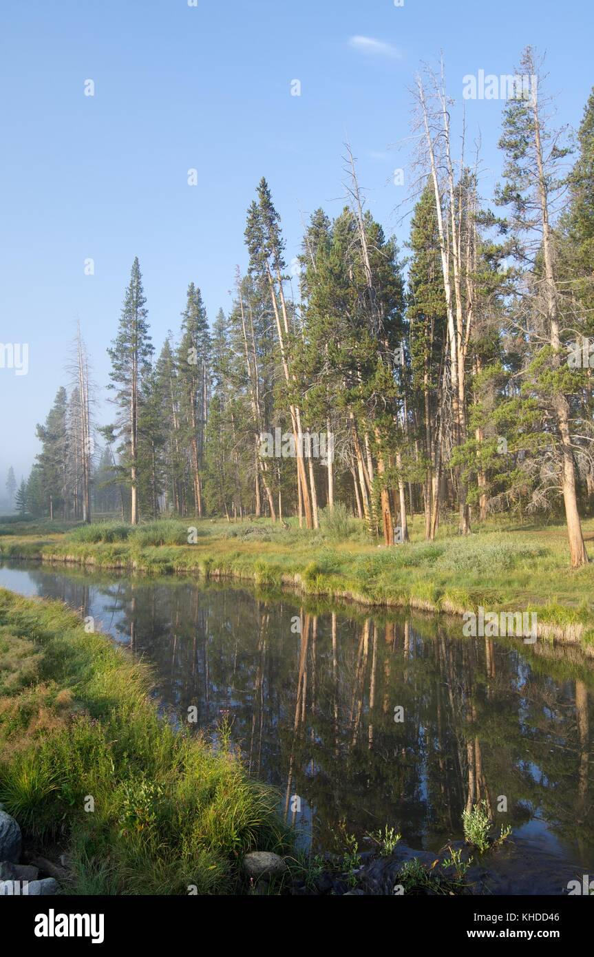 River and forest in Yellowstone National Park, United States Stock ...