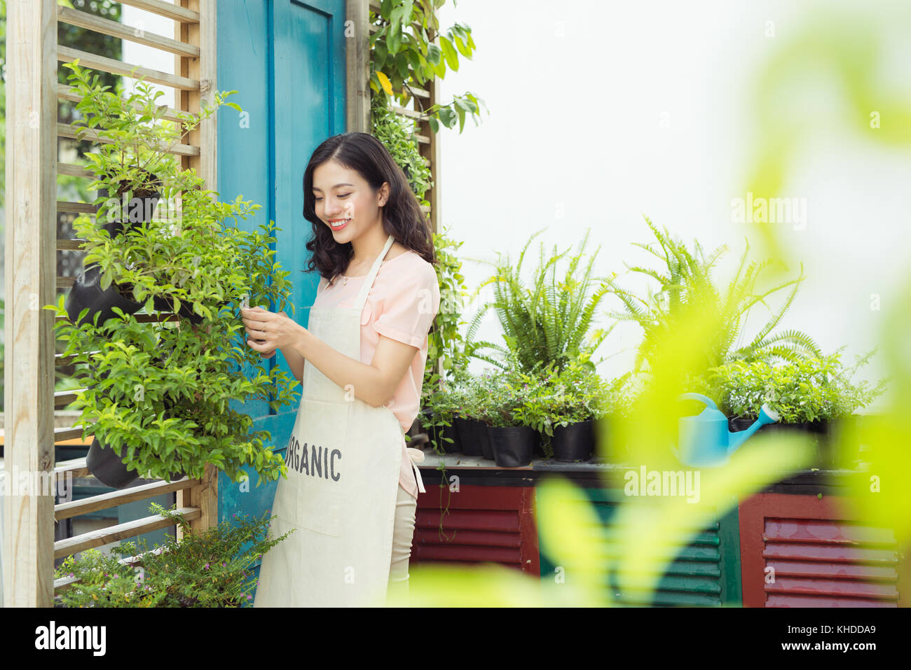 Young professional woman in apron cut green bush clippers in the garden ...