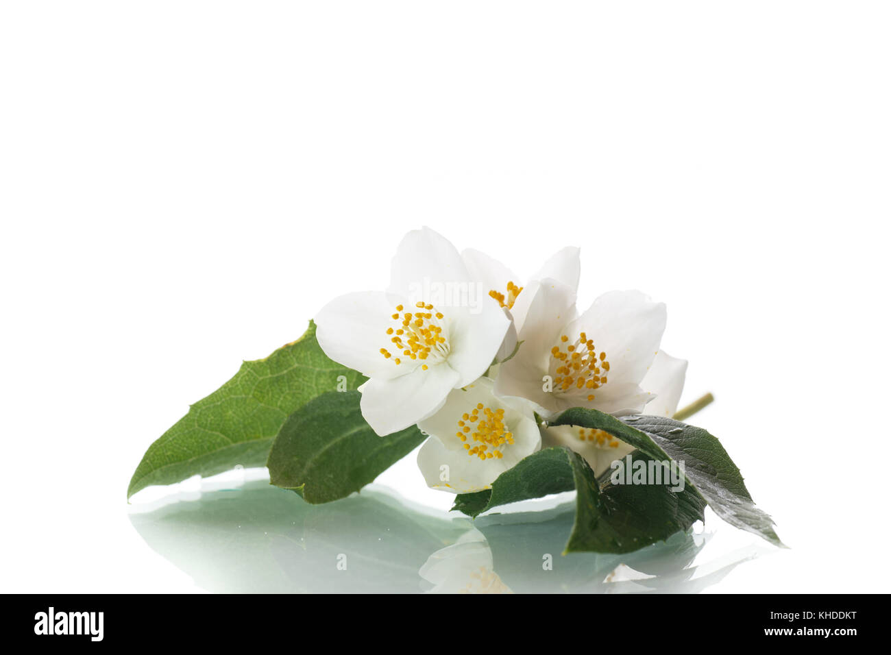 White jasmine flower isolated on white background Stock Photo - Alamy