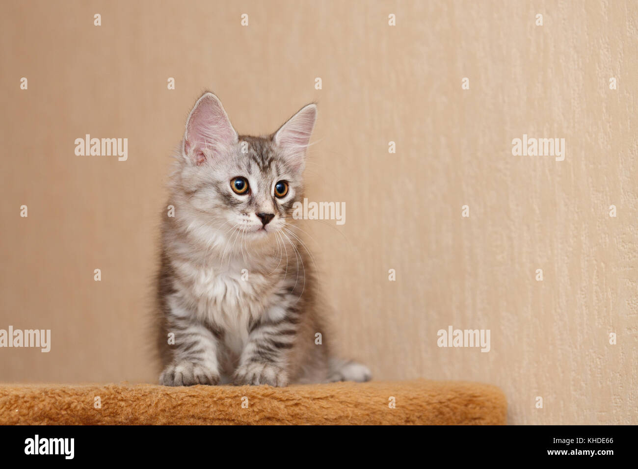 Cute little kitty Bobtail. Pets. Hypoallergenic breed of cats. Portrait ...