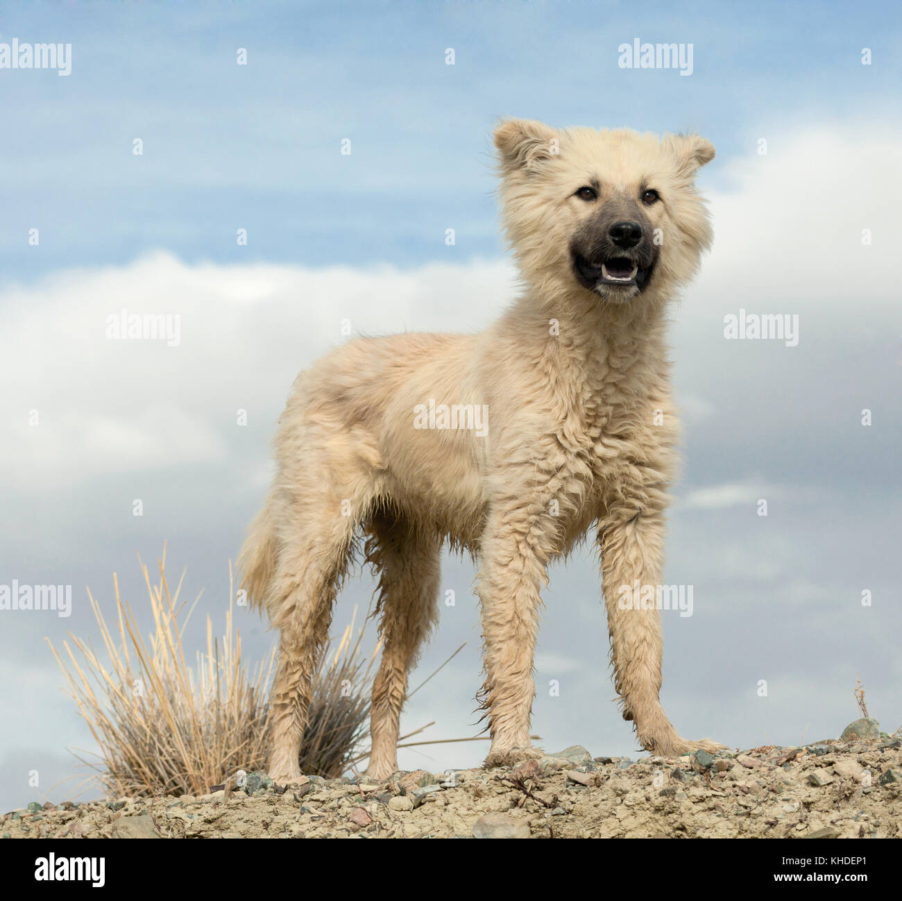 Altai Dog Stock Photos & Altai Dog Stock Images - Alamy