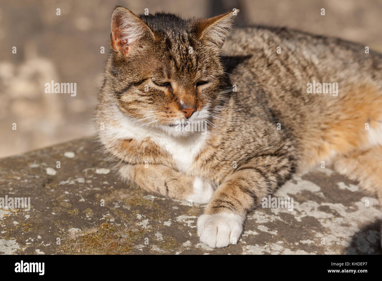 Licht katze hi-res stock photography and images - Alamy