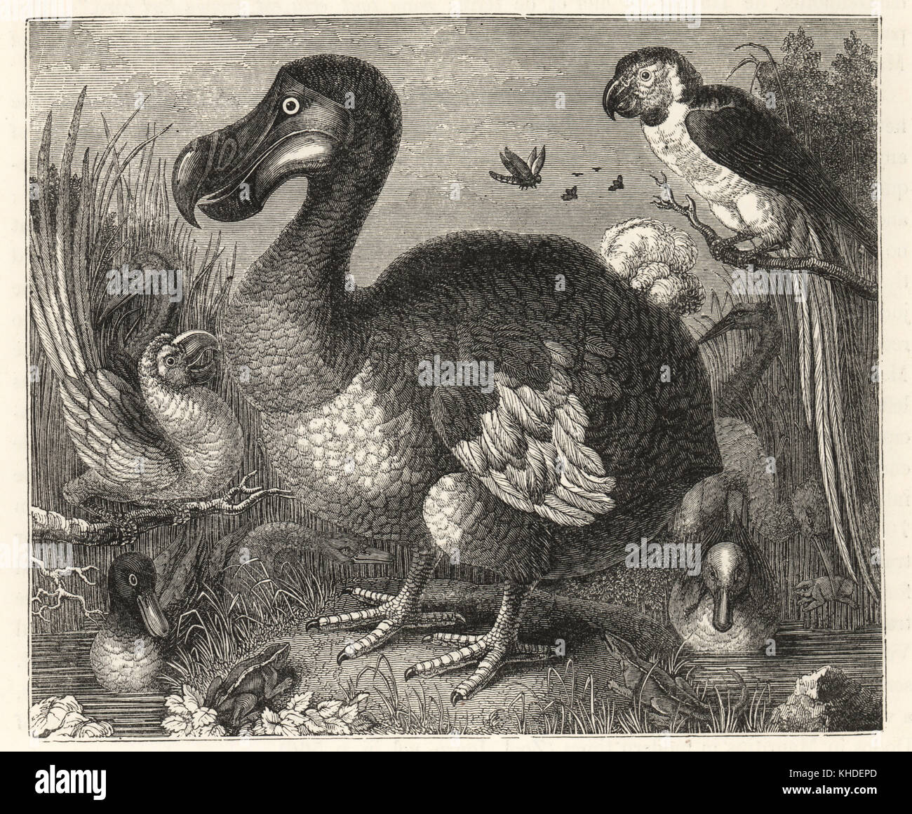 Roelandt savery dodo High Resolution Stock Photography and Images - Alamy