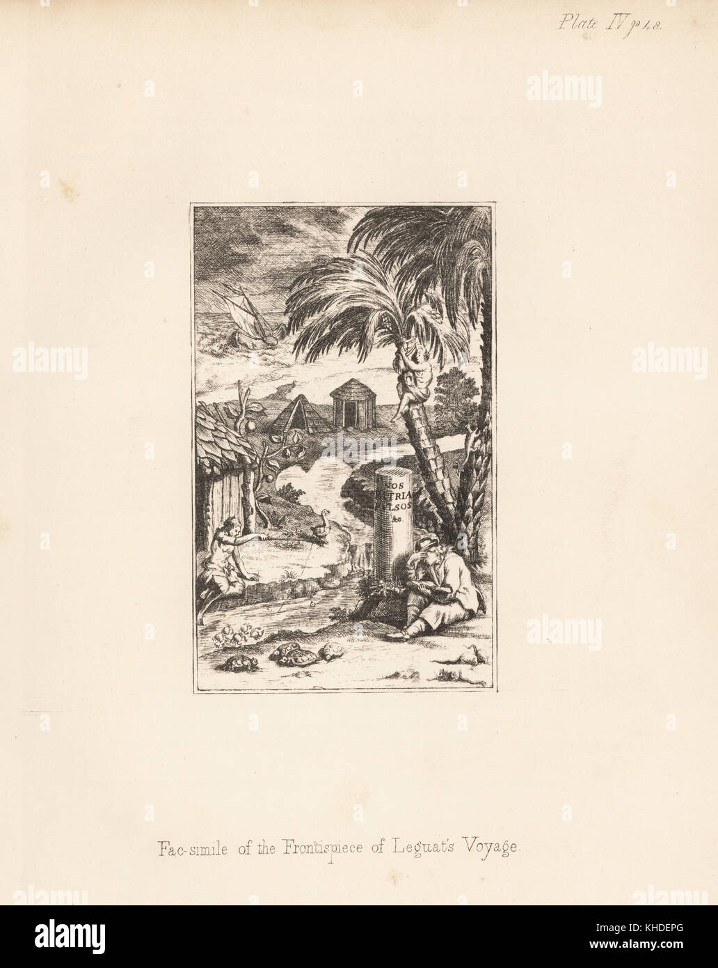 Rodrigues solitaire, Pezophaps solitaria and domed Rodrigues giant ...