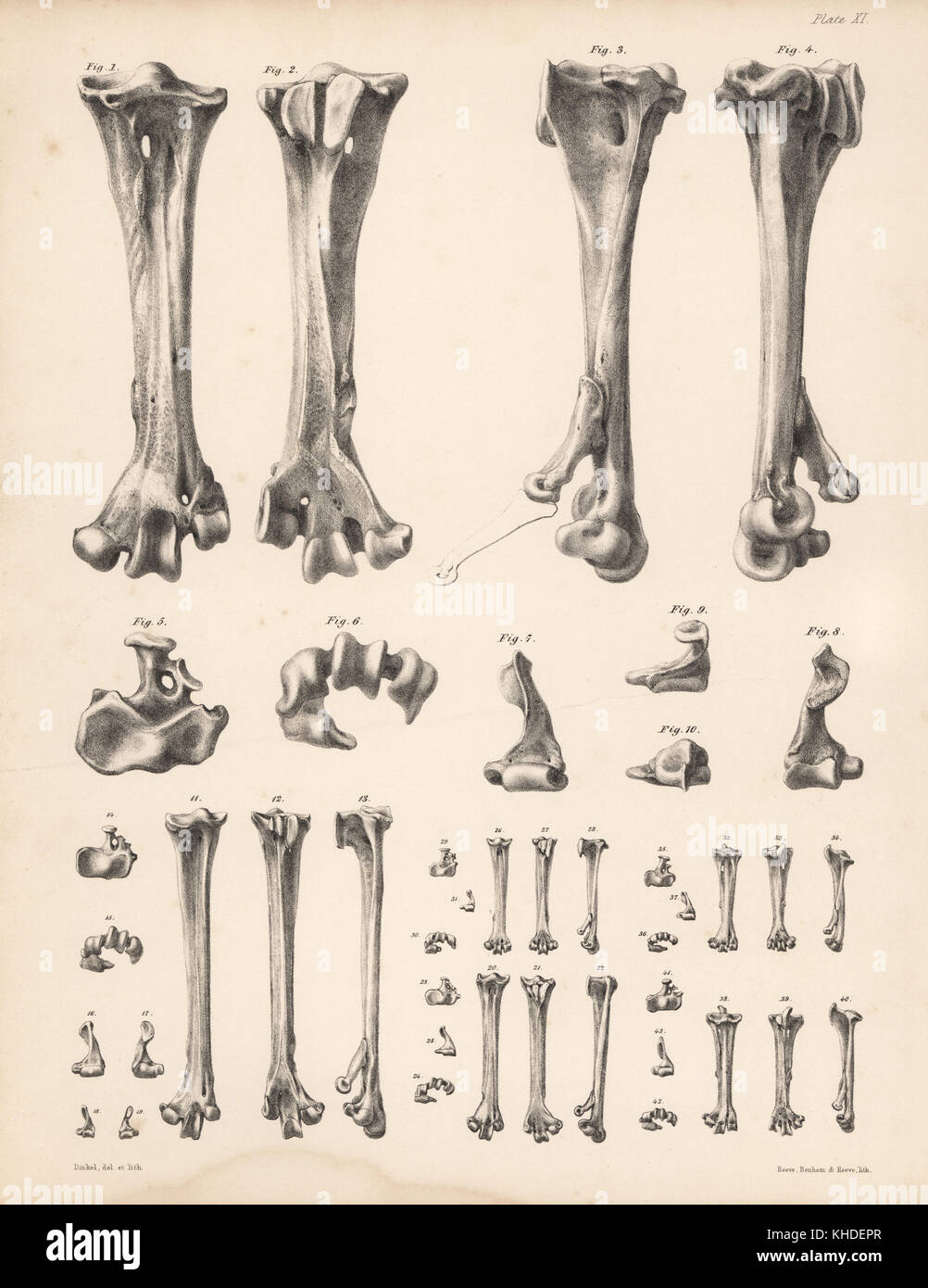 Metatarsus bones of the dodo, Raphus cucullatus 1-10, crowned pigeon ...