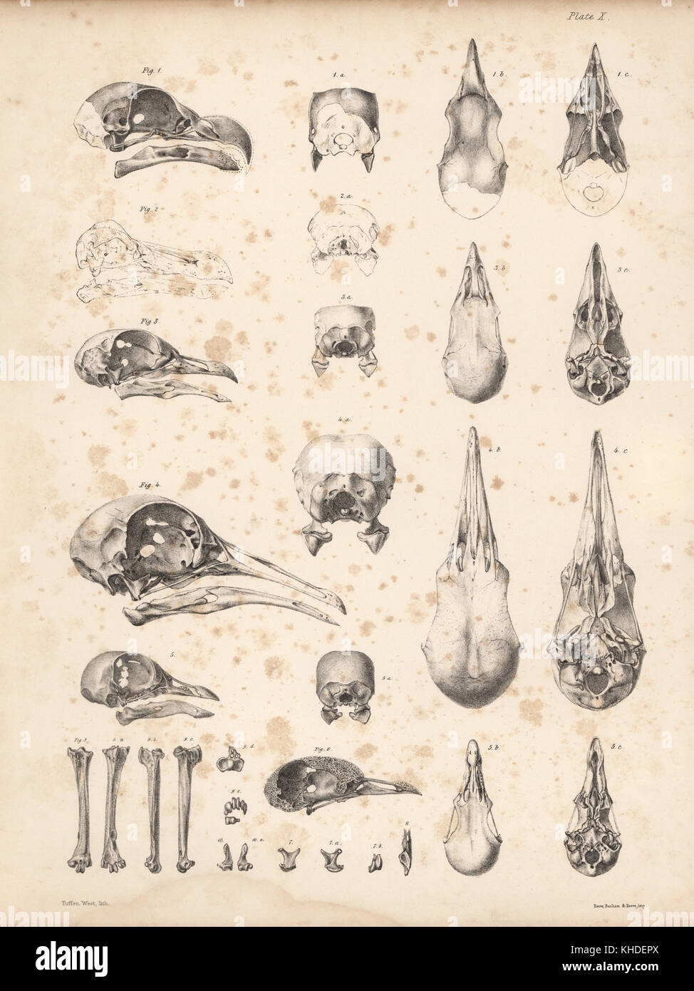 Tooth billed pigeon hi-res stock photography and images - Alamy