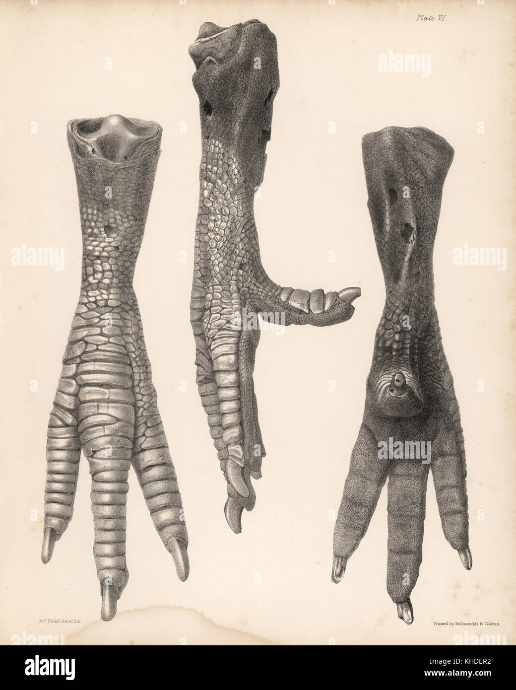 The Dodo And Its Kindred High Resolution Stock Photography and Images ...