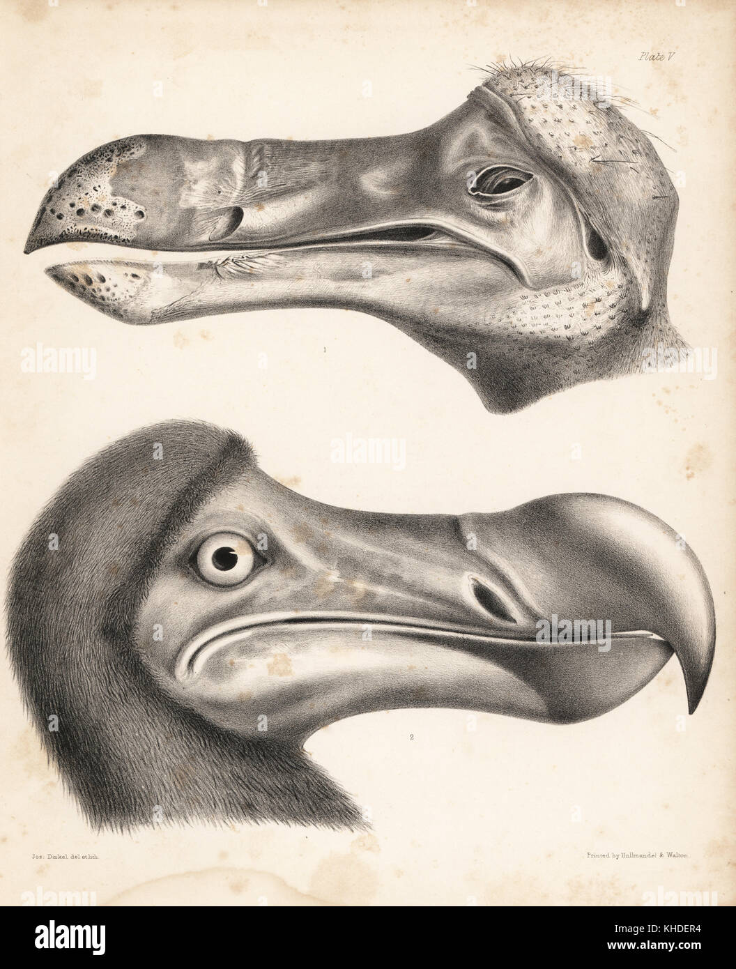 Dodo bird museum hi-res stock photography and images - Alamy