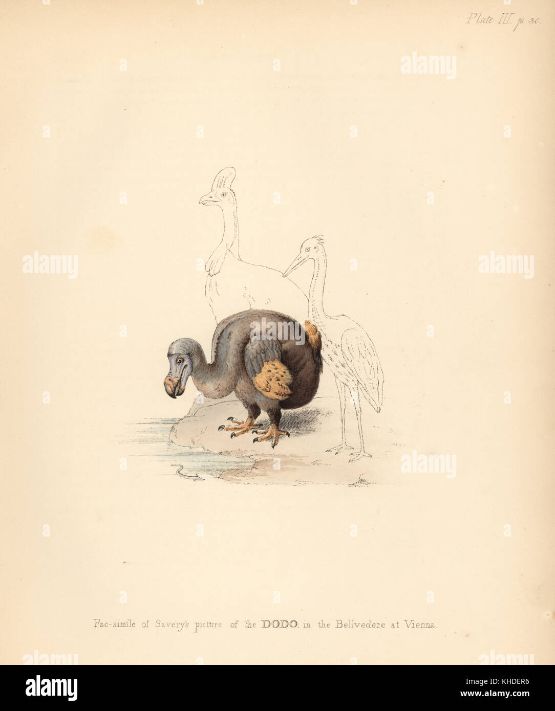 Facsimile of Roelandt Savery's picture of the dodo in the Bellvedere at ...
